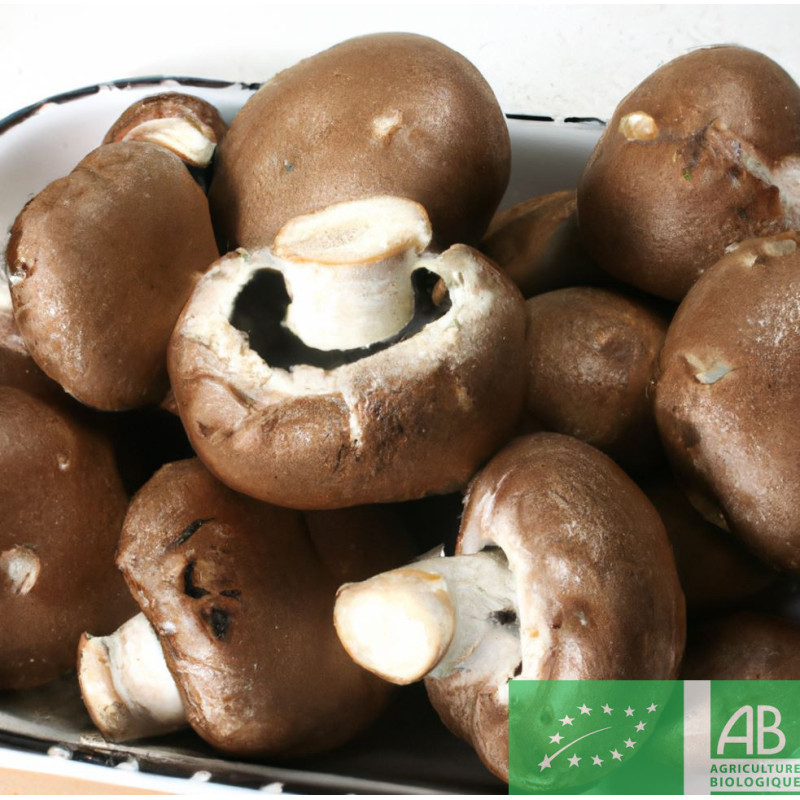 CHAMPINON DE PARIS BRUN